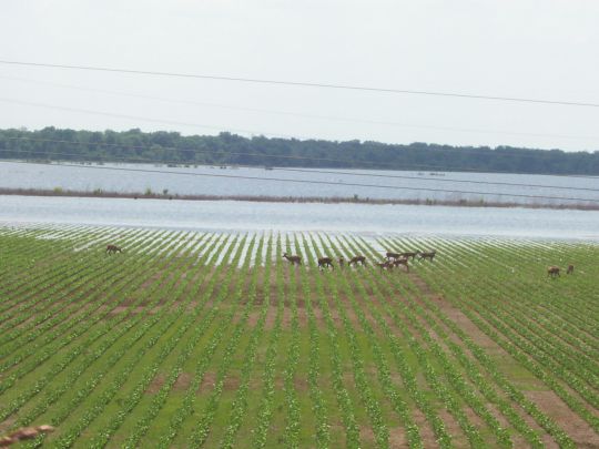 Morganza Spillway/Floodway and Old River Control Structure - Lower ...